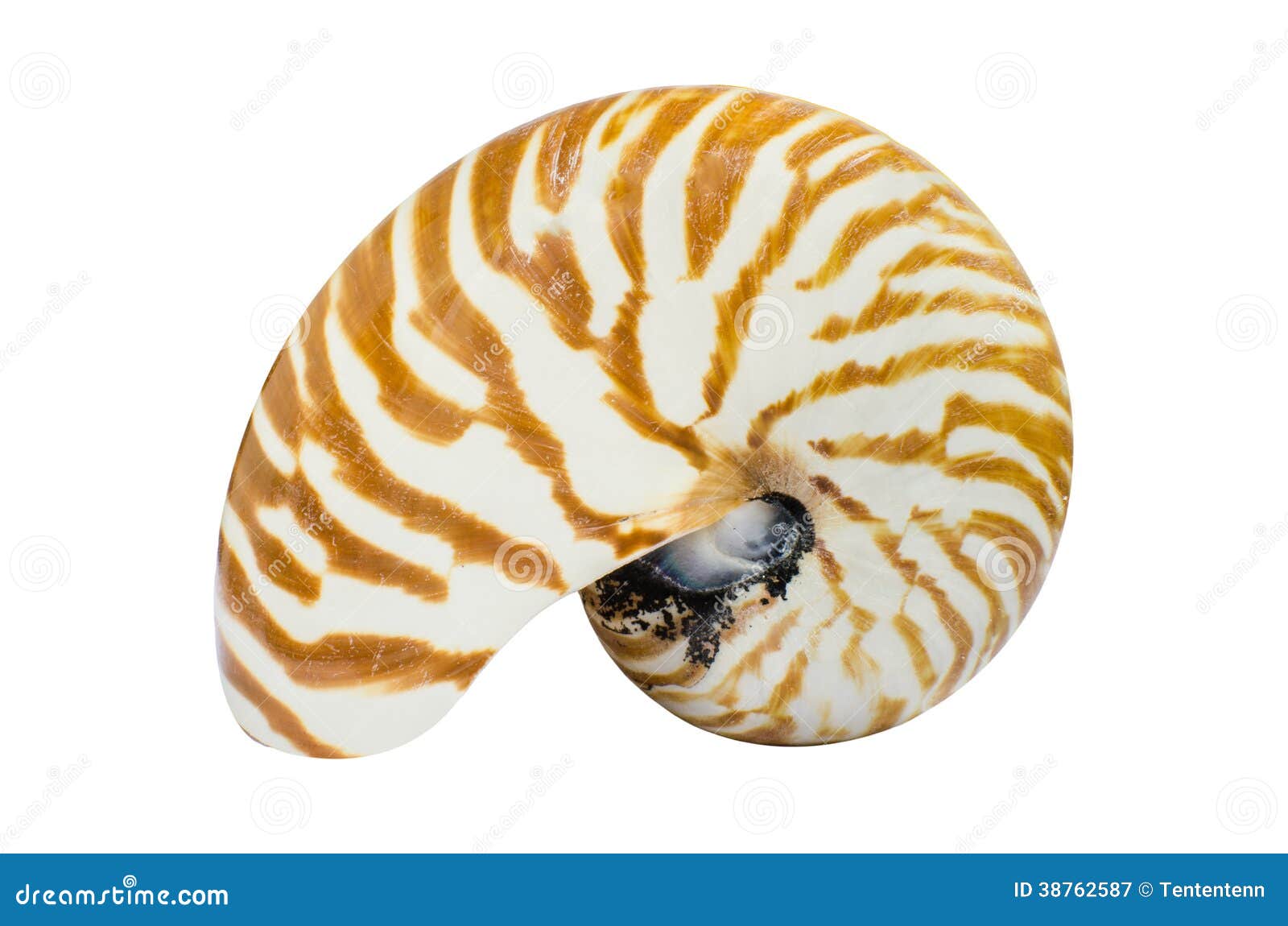 Concha Marina Del Nautilus Compartimentado Imagen de archivo - Imagen ...