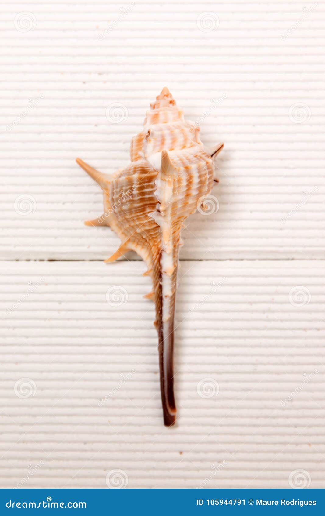 Concha marina en blanco imagen de archivo. Imagen de cierre - 105944791