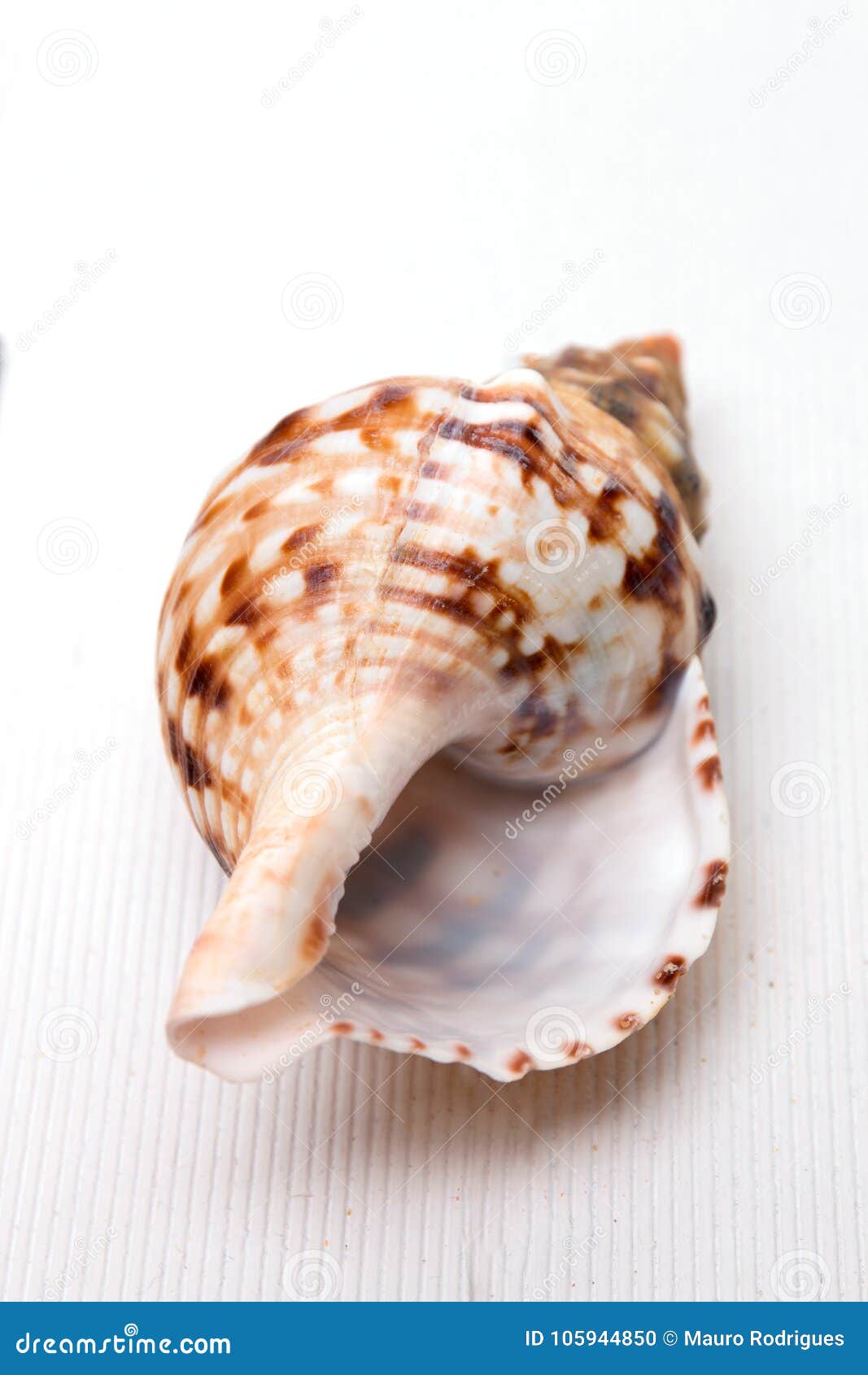 Concha marina en blanco foto de archivo. Imagen de nadie - 105944850