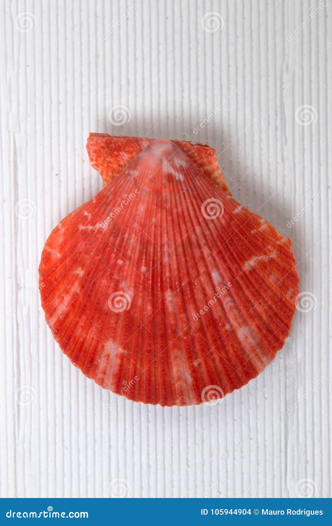 Concha marina en blanco foto de archivo. Imagen de estudio - 105944904