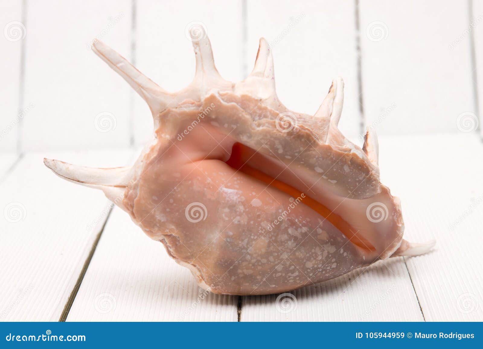 Concha marina en blanco imagen de archivo. Imagen de animal - 105944959