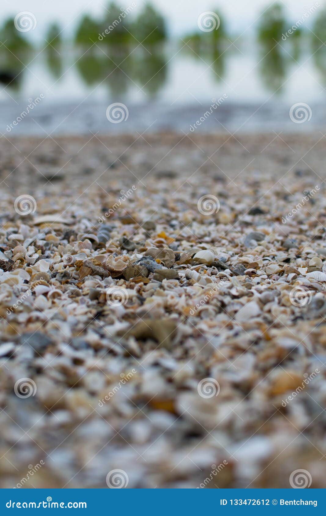 Concha Marina En El Piso, Playa Tropical Foto de archivo - Imagen de ...
