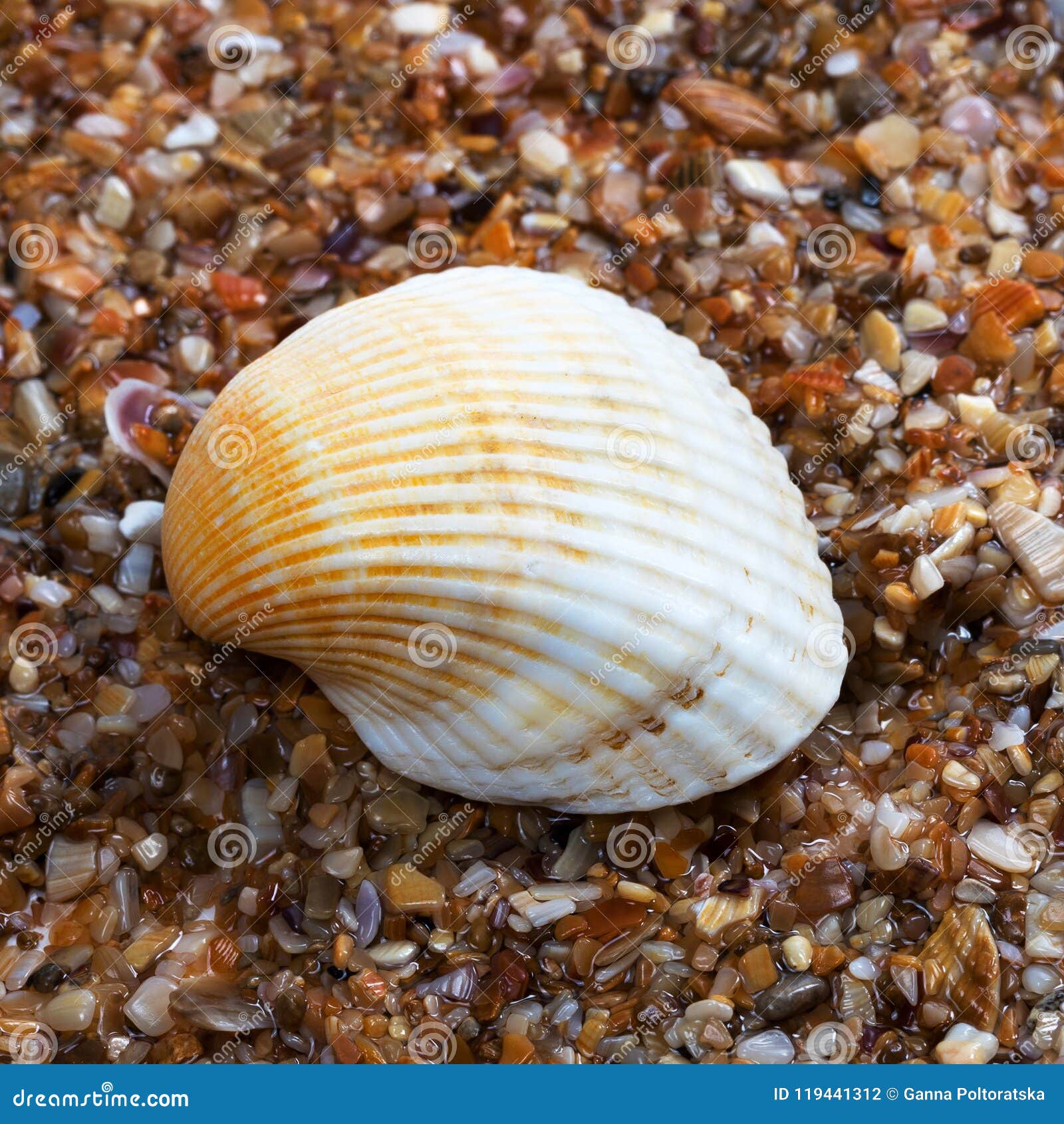 Concha Marina En La Playa Mojada Foto de archivo - Imagen de bivalvo ...