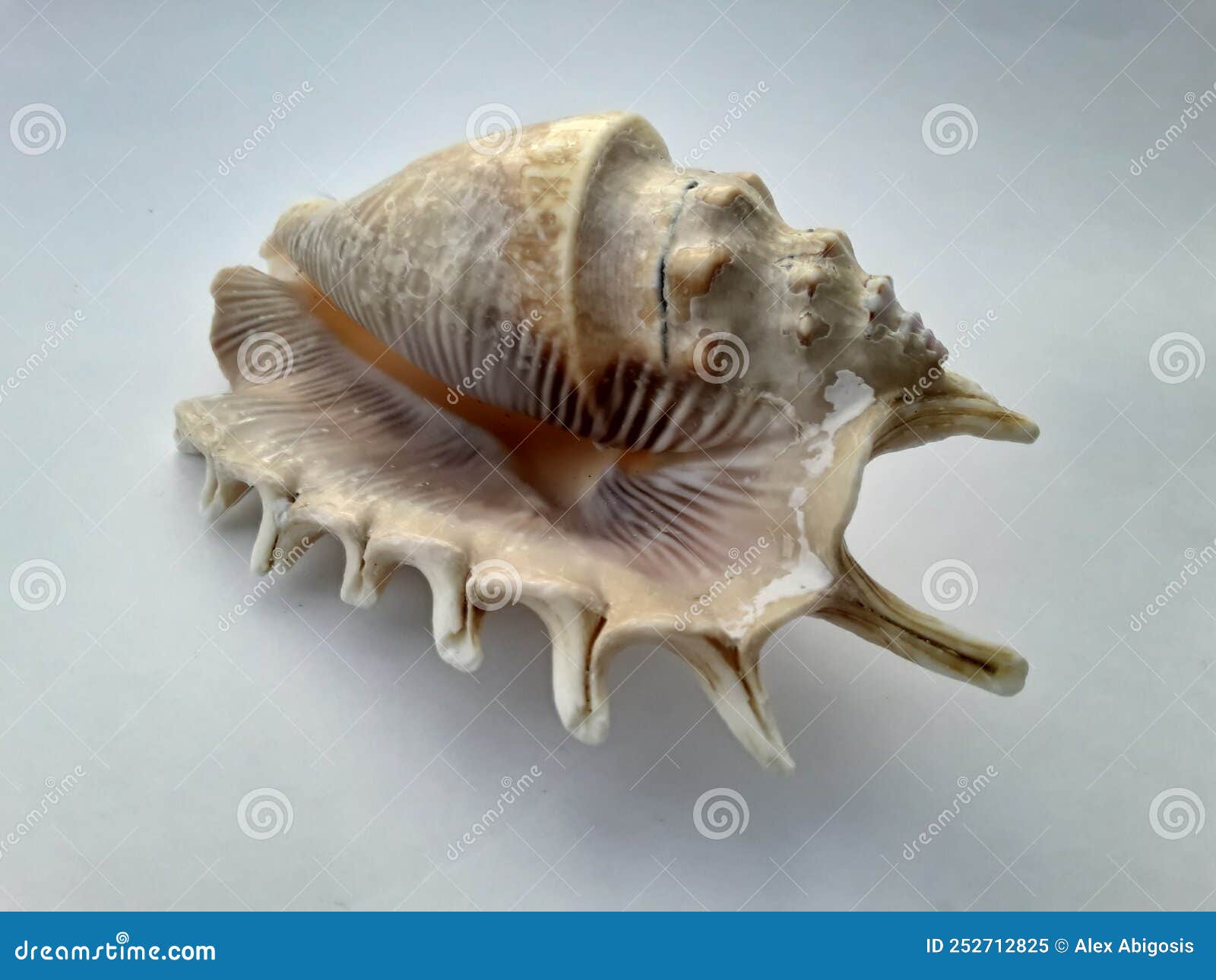 Concha Marinha Do Oceano Isolada Sobre Fundo Branco Imagem de Stock ...