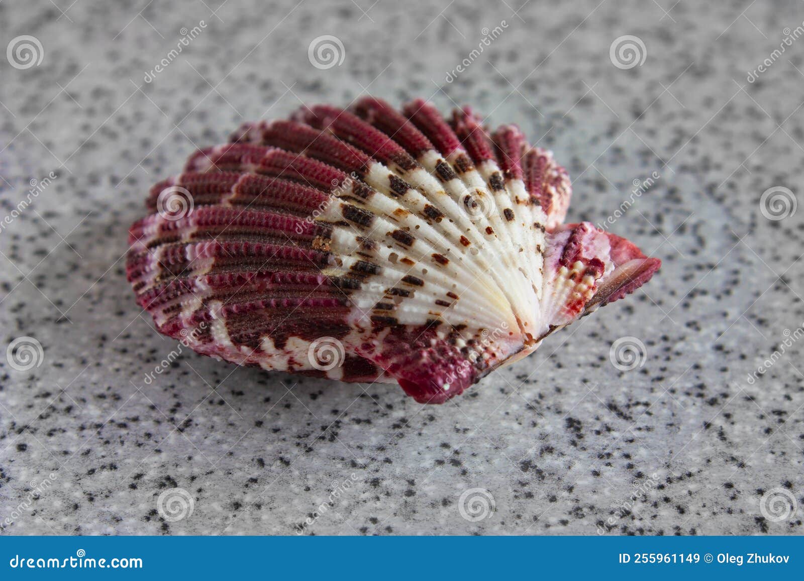 Concha marinha imagem de stock. Imagem de tropical, fundo - 255961149