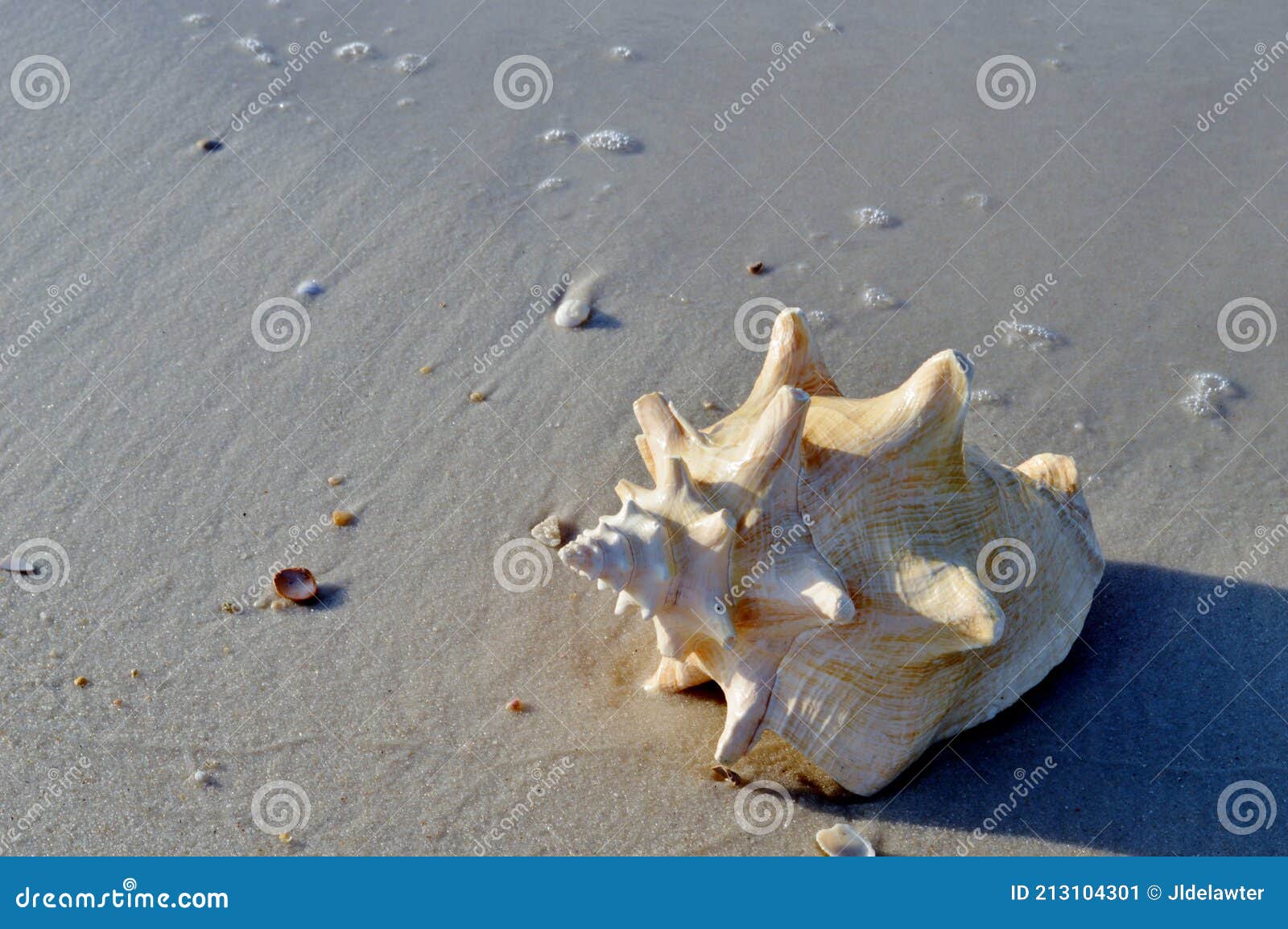 Concha na praia imagem de stock. Imagem de cachoeira - 213104301