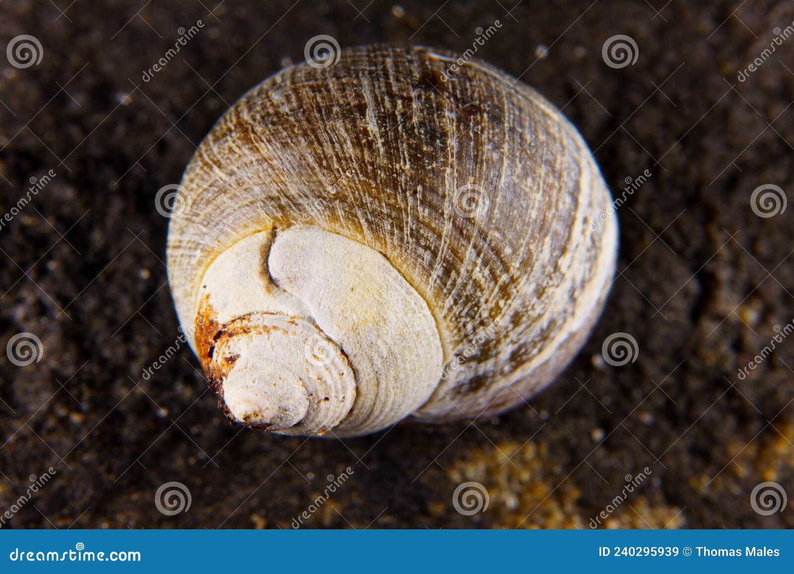 Concha imagem de stock. Imagem de molusco, espiral, costa - 240295939