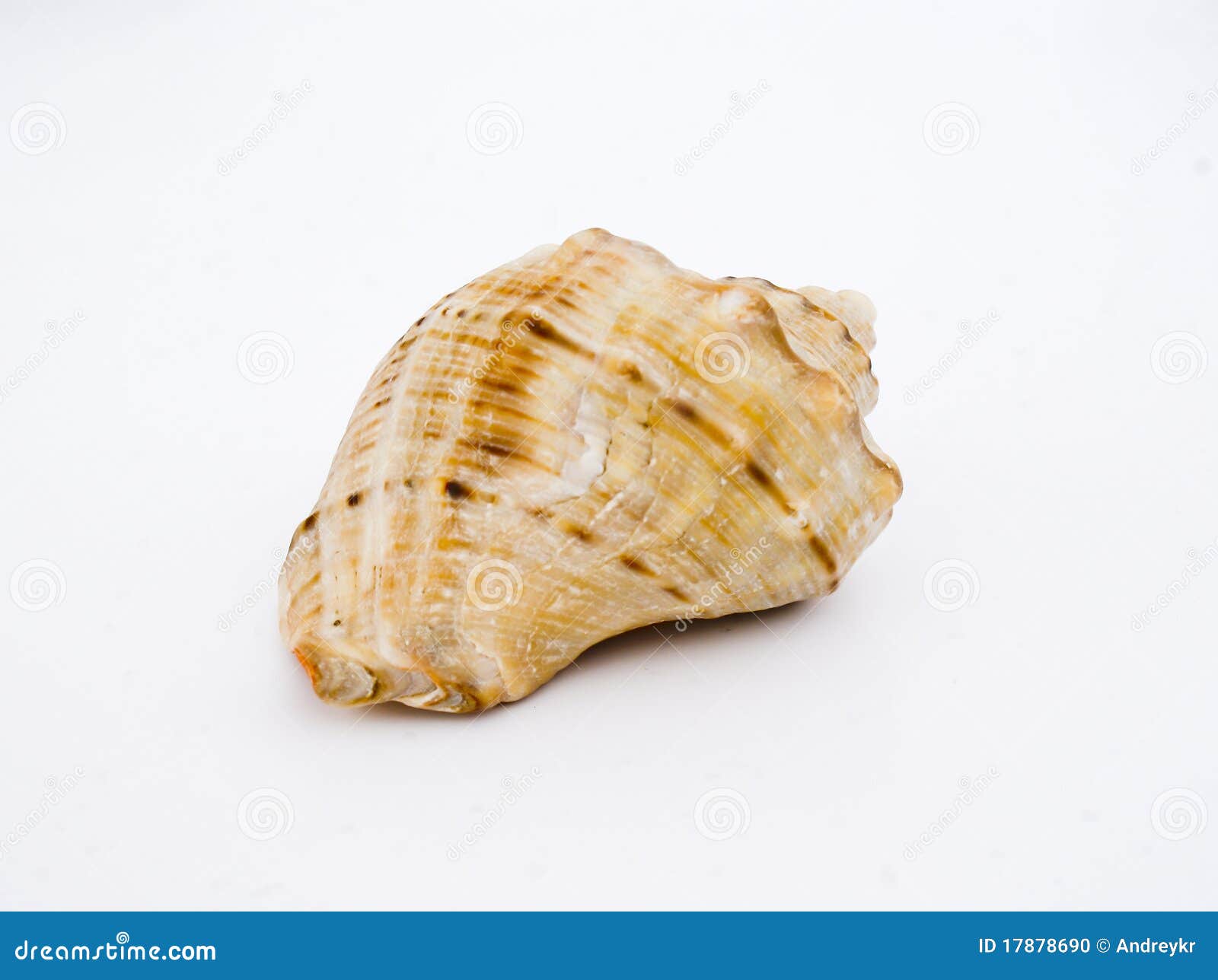 Concha sea shell stock photo. Image of spiral, frame - 17878690
