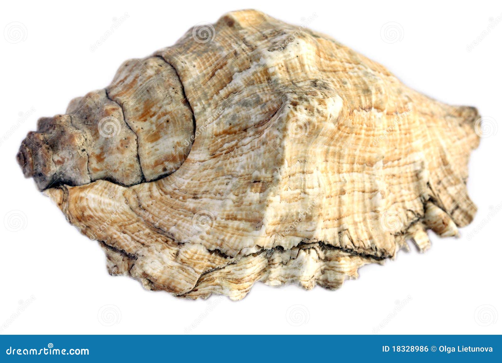 Concha seashell stock photo. Image of conch, spiral, shell - 18328986