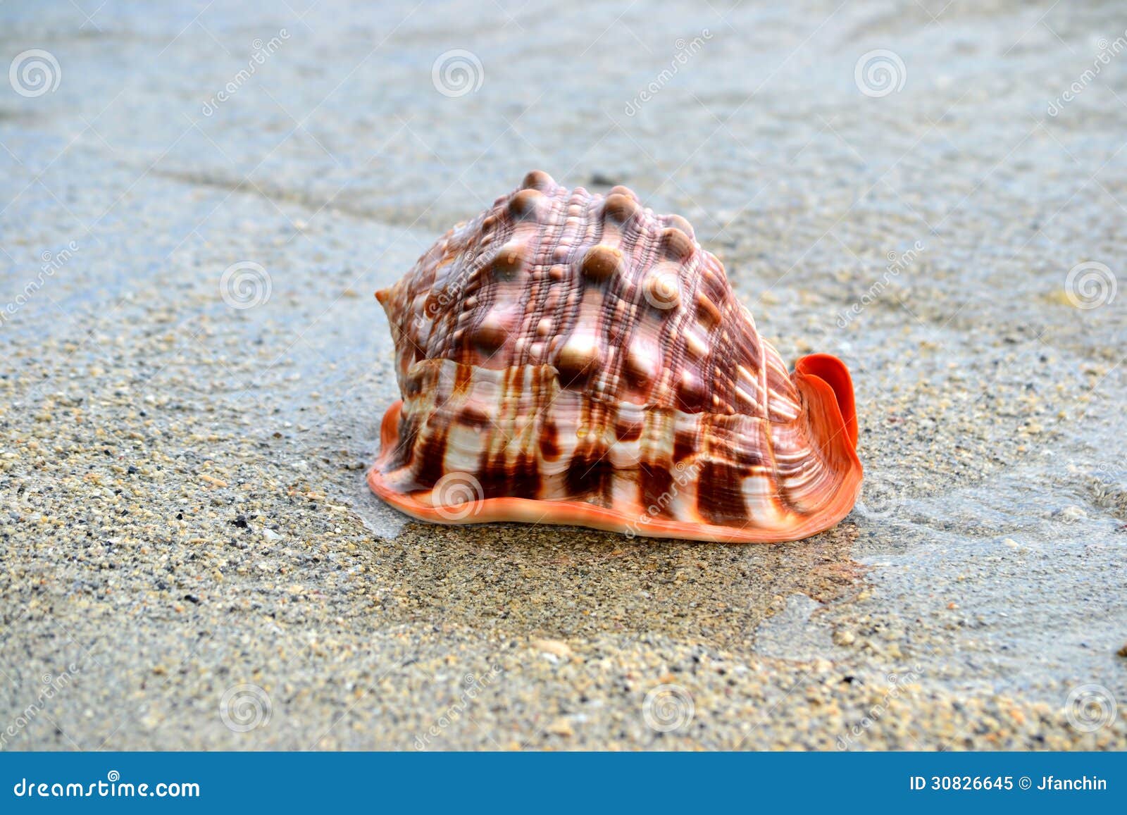 Concha Shell imagen de archivo. Imagen de orilla, grano - 30826645
