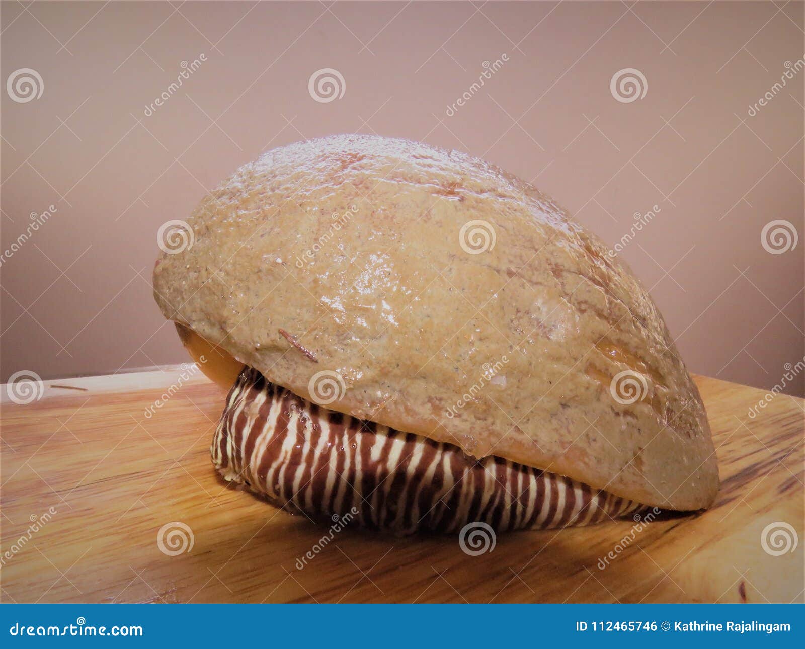 Concha Shell/caracol/conchs Grandes Foto de archivo - Imagen de ...
