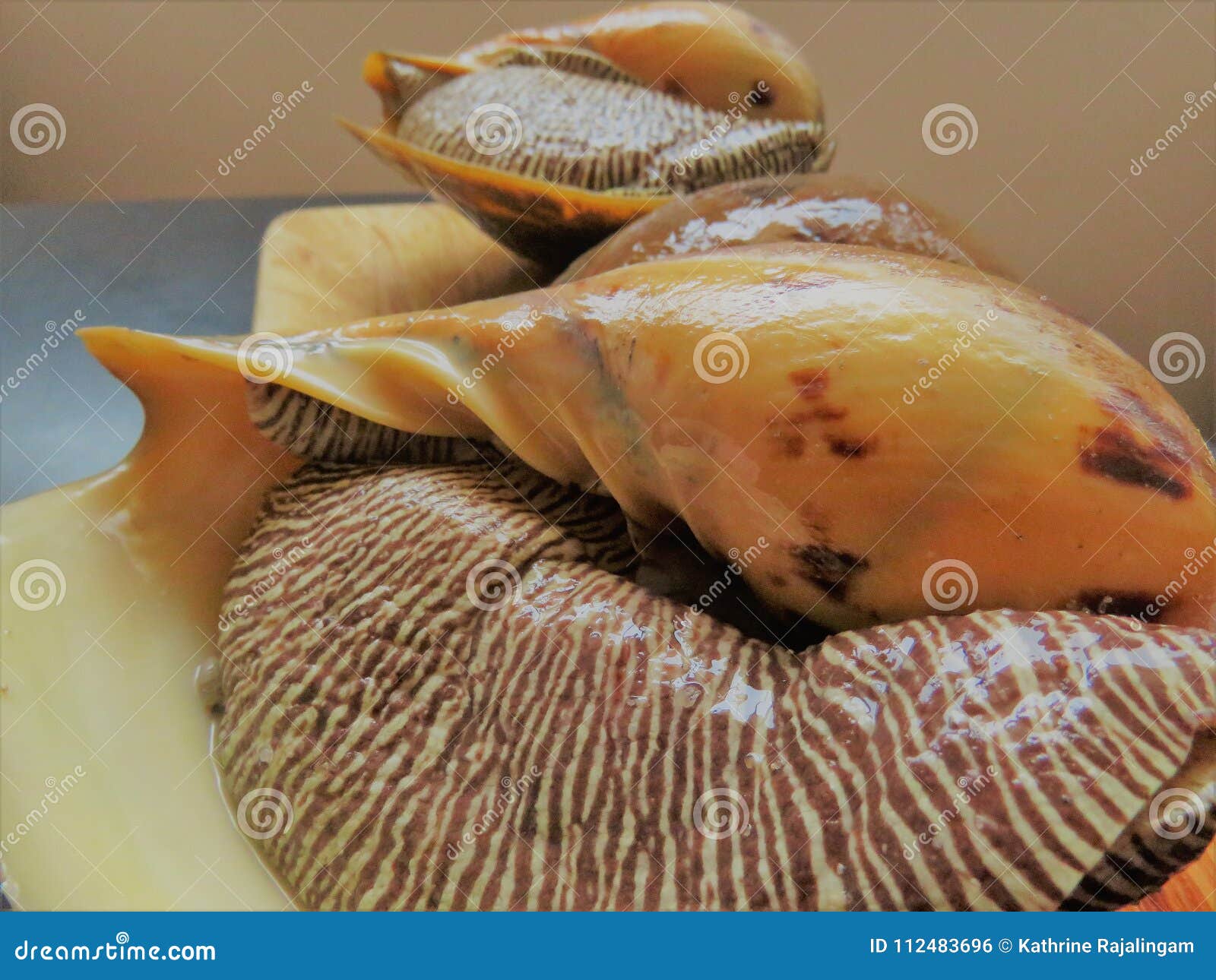 Concha Shell/caracol/conchs Grandes Foto de archivo - Imagen de ...