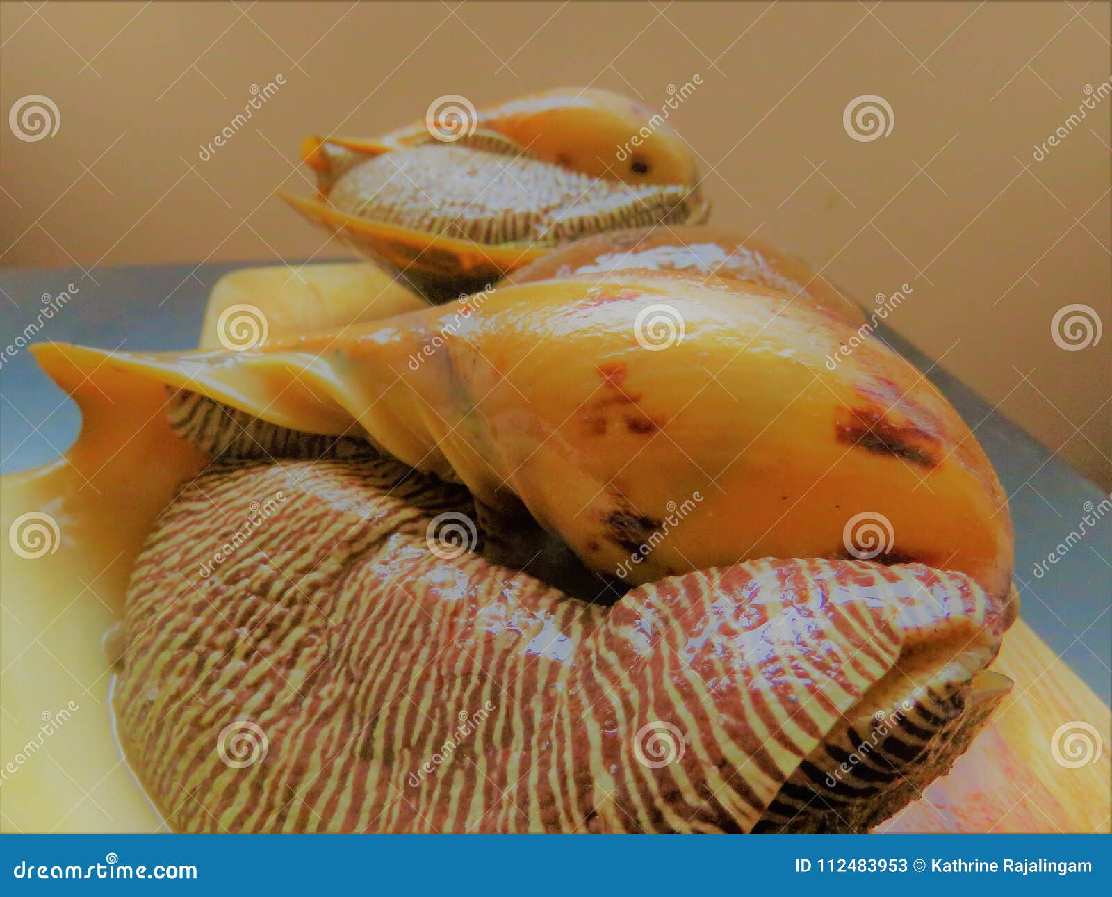 Concha Shell/caracol/conchs Grandes Imagen de archivo - Imagen de ...