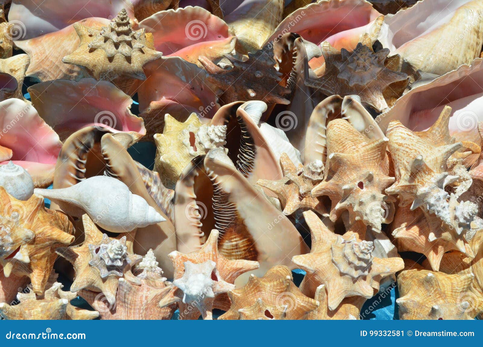 Concha Shell Collage En Ocho Rios, Jamaica Imagen de archivo - Imagen ...