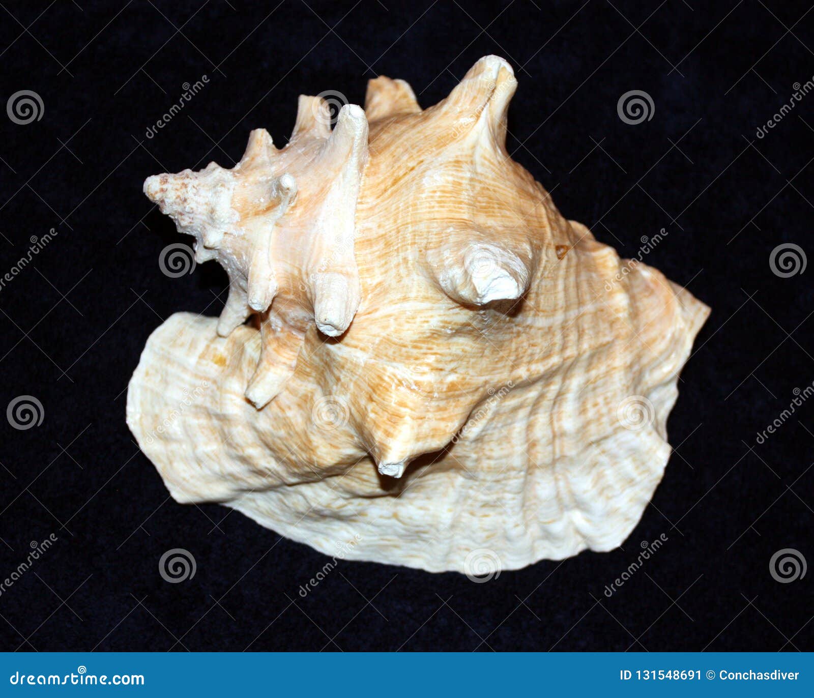 Concha Shell Externo De La Reina Imagen de archivo - Imagen de golfo ...