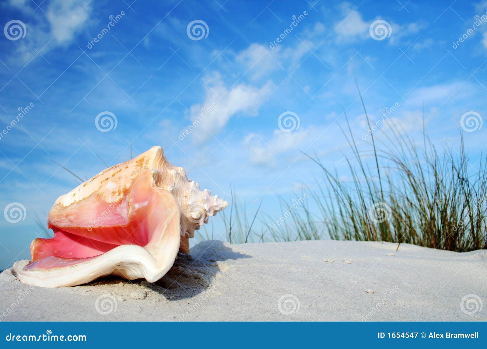 Concha tropical imagen de archivo. Imagen de rival, orilla - 1654547