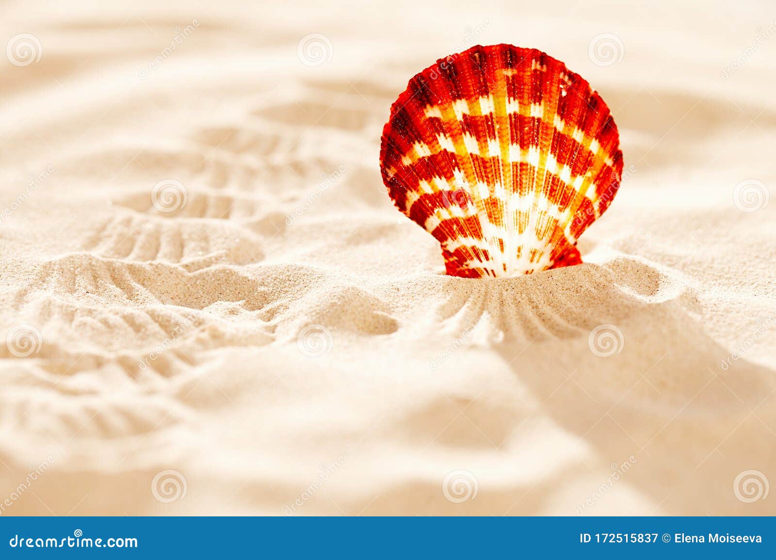 Concha Tropical De Mar Sobre La Arena Imagen de archivo - Imagen de ...