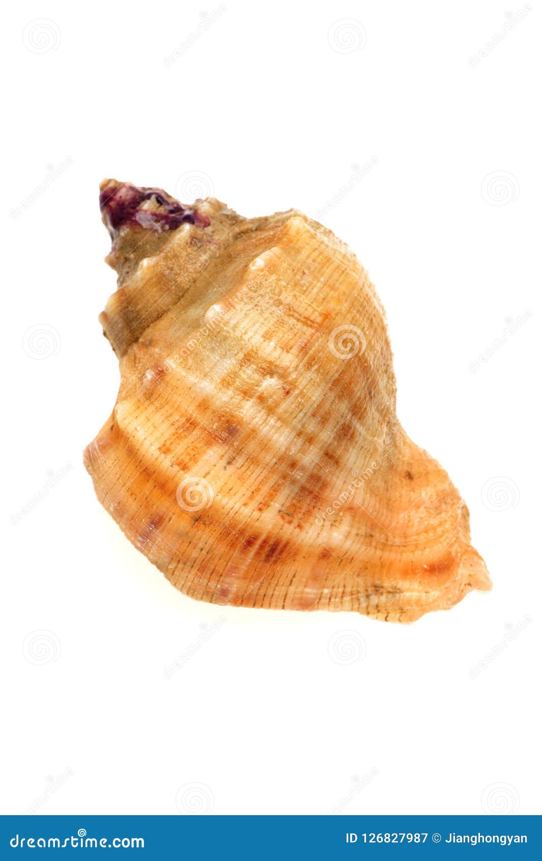 Concha viva imagen de archivo. Imagen de pescados, sabroso - 126827987
