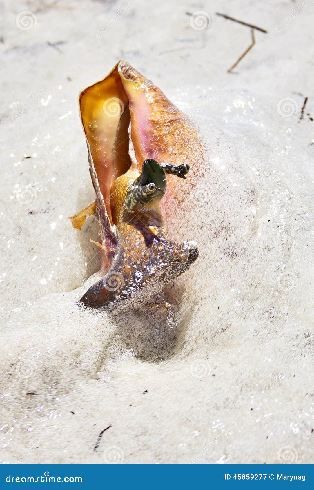 Concha Viva Con El Animal Dentro Imagen de archivo - Imagen de vivo ...