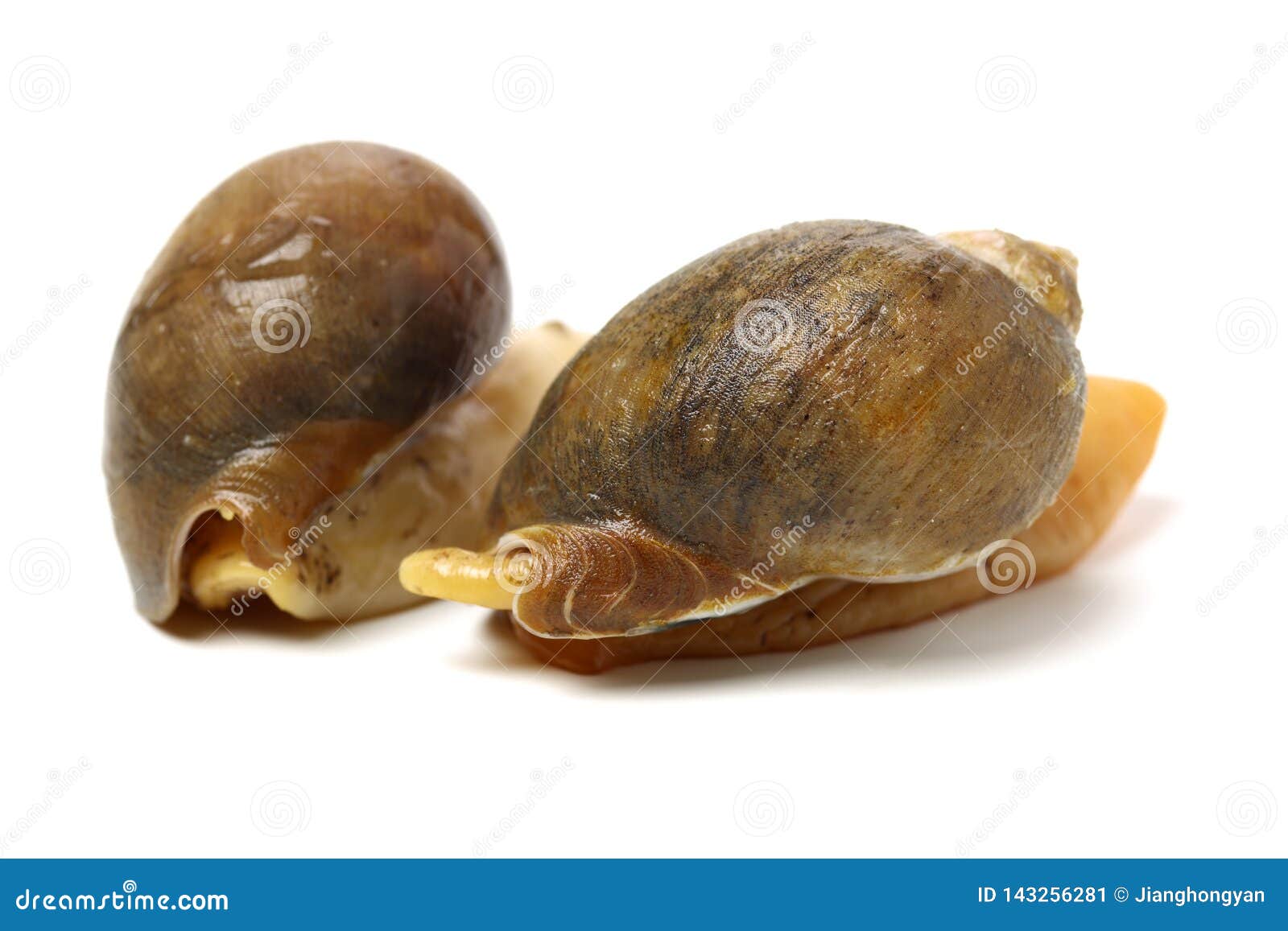 Concha viva imagen de archivo. Imagen de steamed, alimento - 143256281