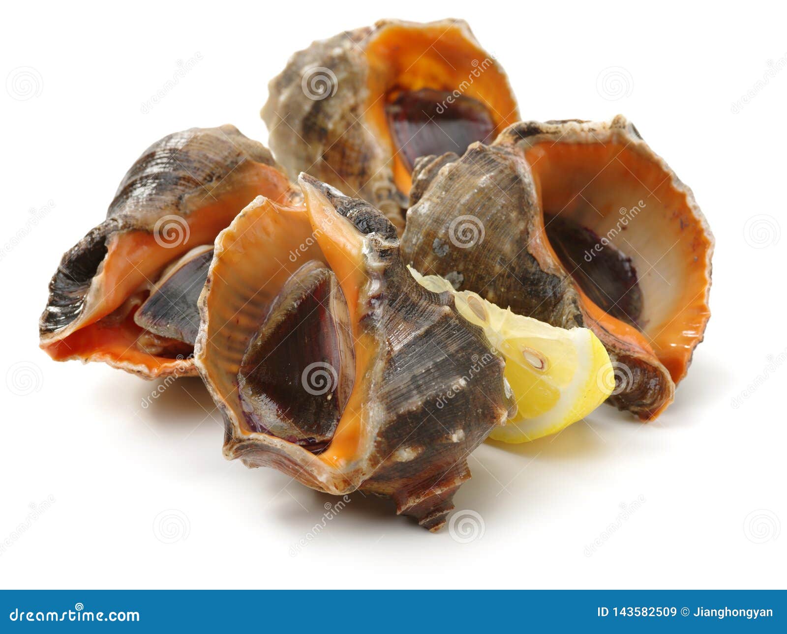 Concha viva imagen de archivo. Imagen de salino, vivo - 143582509