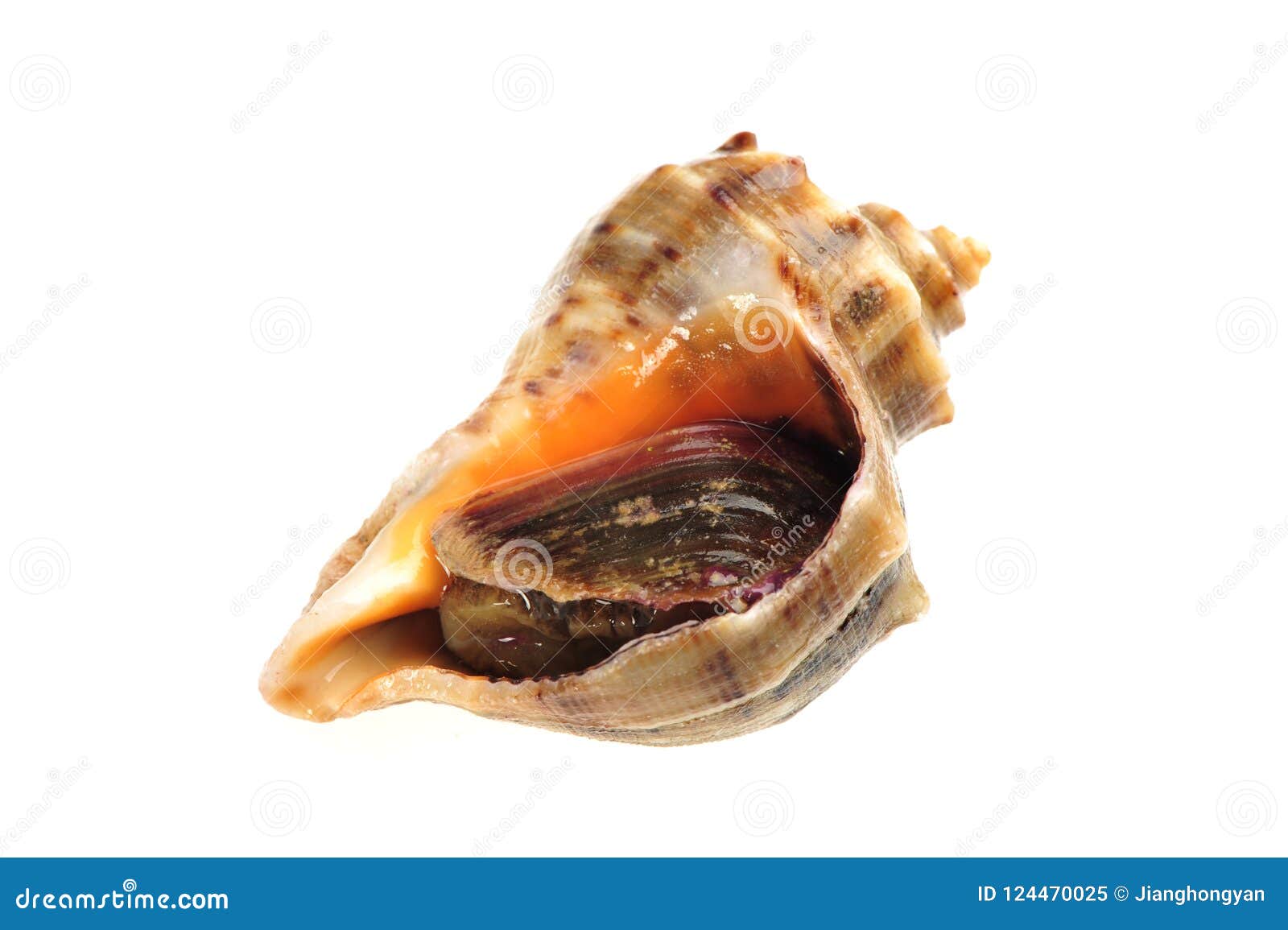 Concha viva hermosa imagen de archivo. Imagen de fresco - 124470025