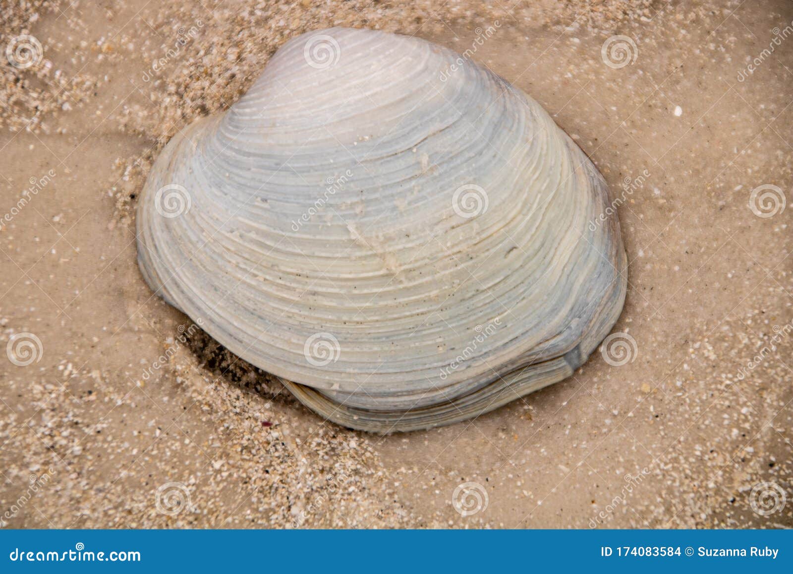Conchas de mar en la playa foto de archivo. Imagen de travieso - 174083584