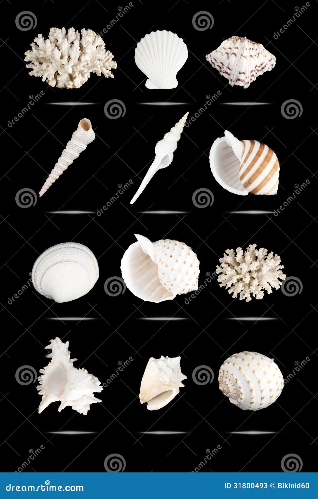 Conchas do mar ajustadas. imagem de stock. Imagem de branco - 31800493