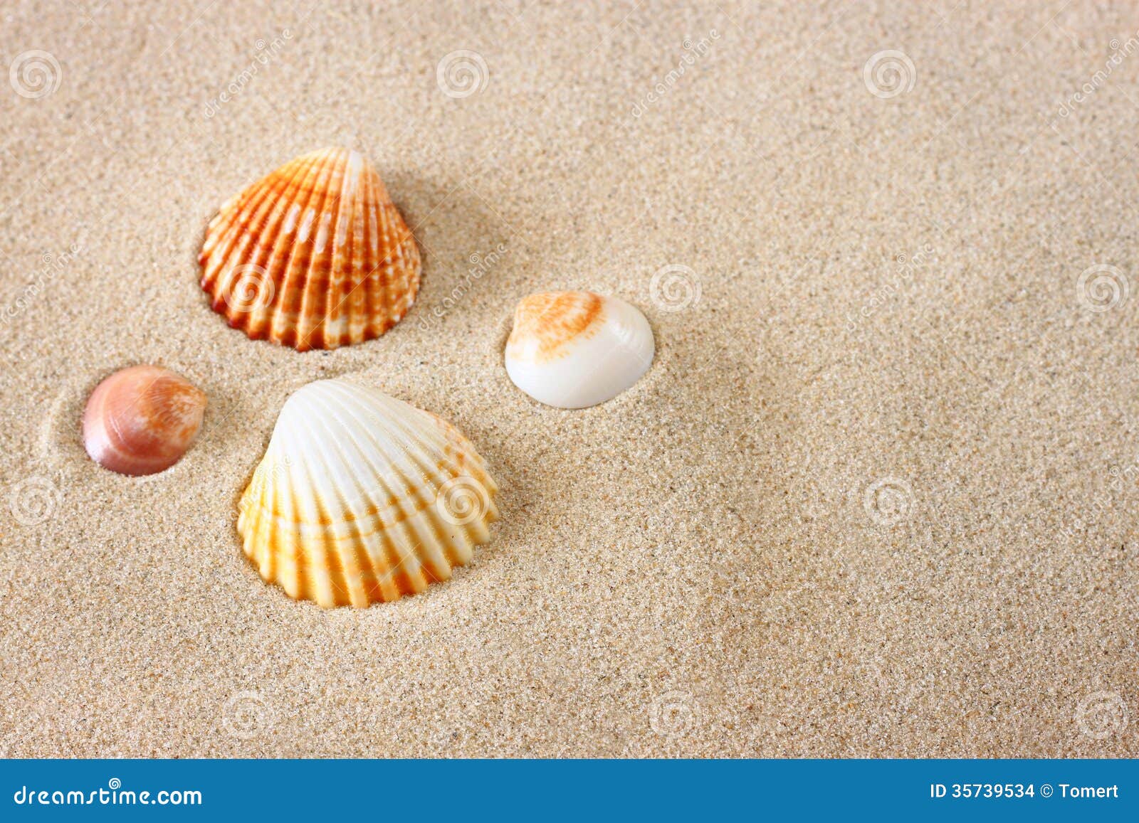 Conchas Do Mar Na Areia Da Praia Foto de Stock - Imagem de tropical ...