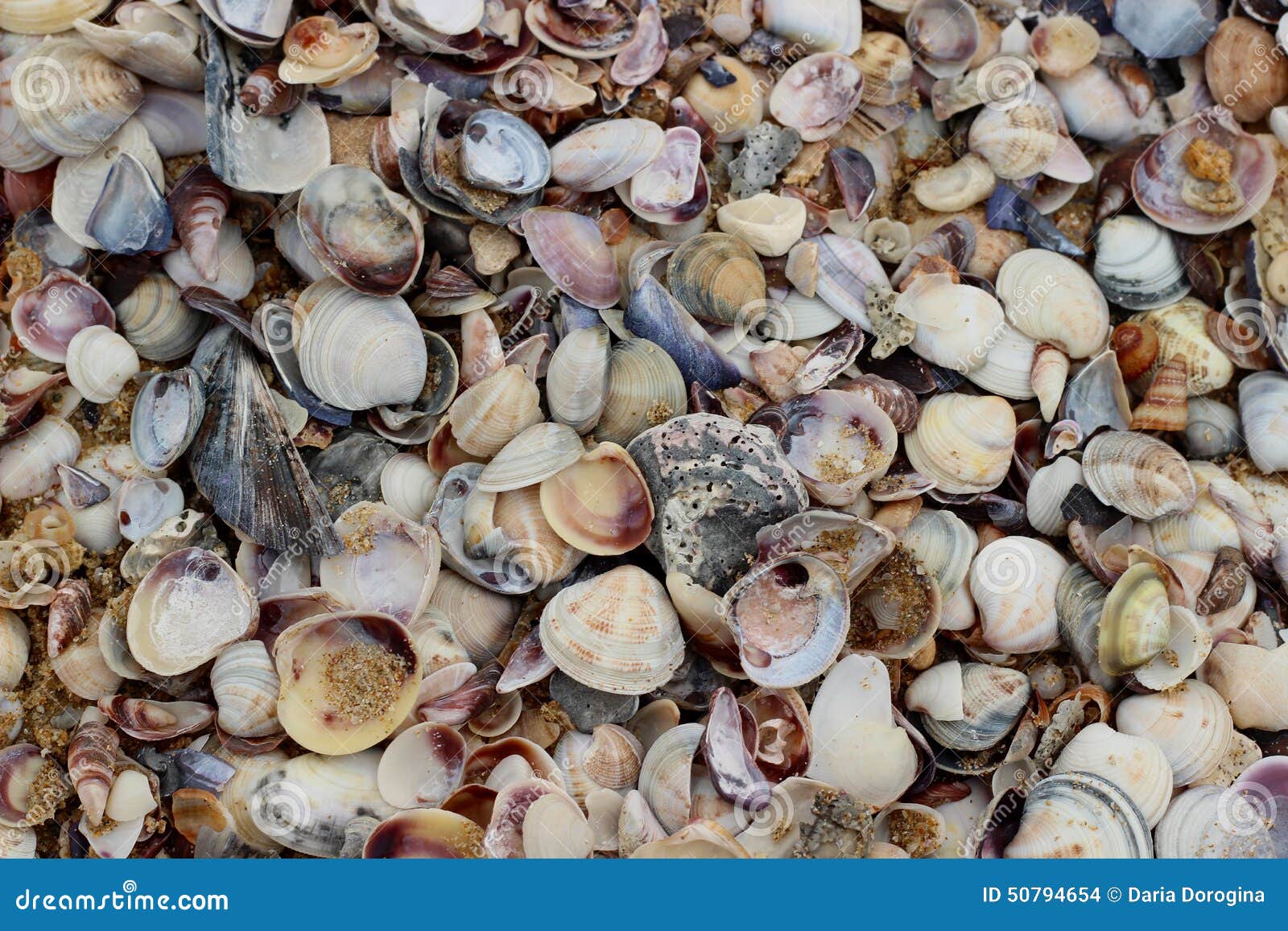 Conchas do mar na praia foto de stock. Imagem de praia - 50794654