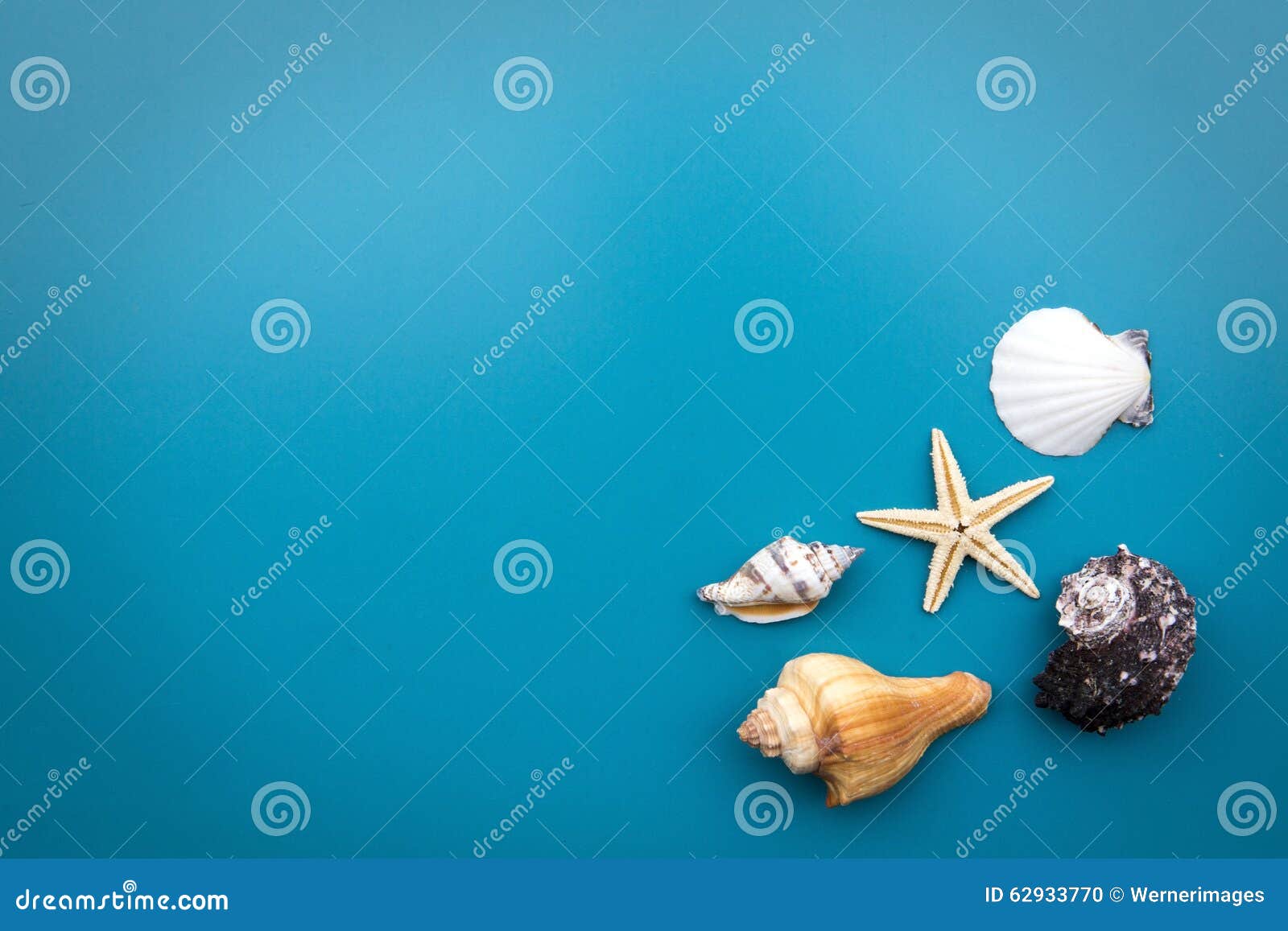 Conchas Do Mar No Fundo Azul Foto de Stock - Imagem de concha, nave ...