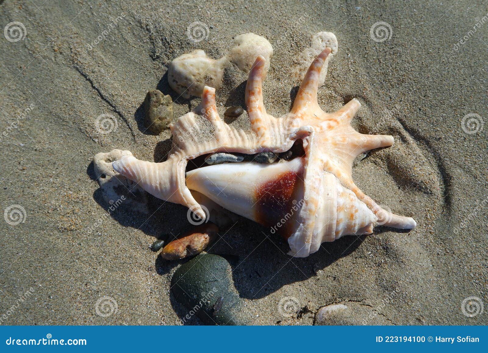 Conchas en la arena foto de archivo. Imagen de hermoso - 223194100