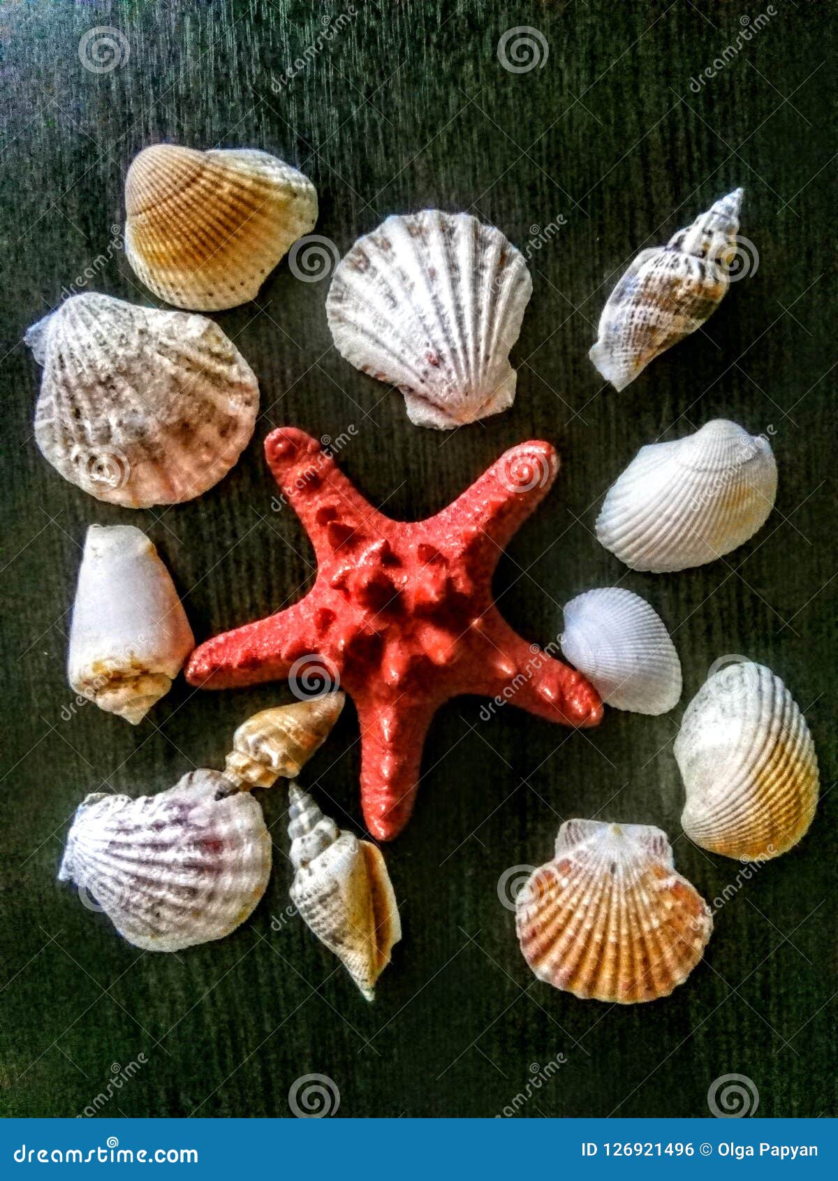 Conchas marinas foto de archivo. Imagen de conchas, marina - 126921496