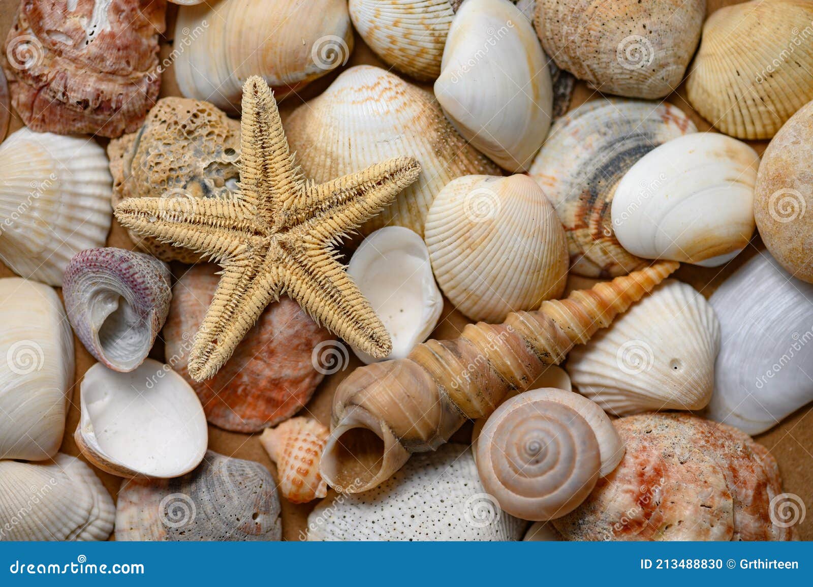 Conchas Marinas De Diversas Formas Y Tipos. Fondo Foto de archivo ...