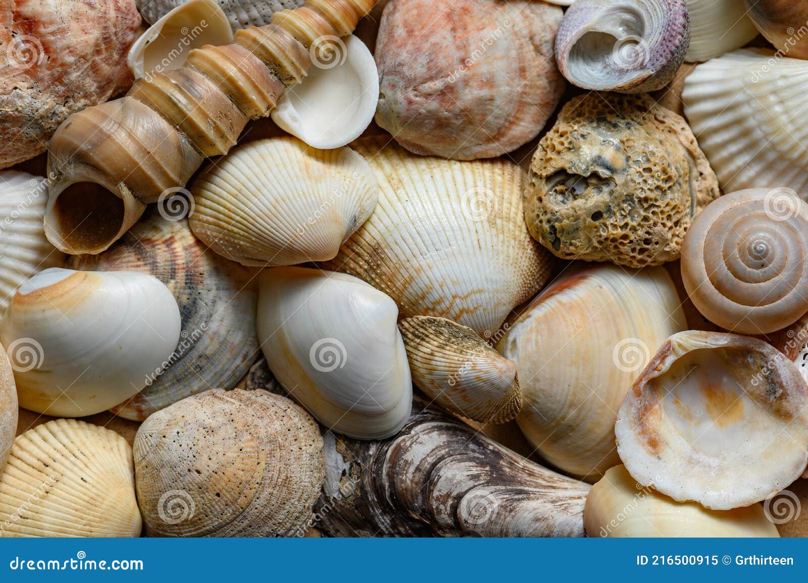 Conchas Marinas De Diversas Formas Y Tipos. Fondo Imagen de archivo ...