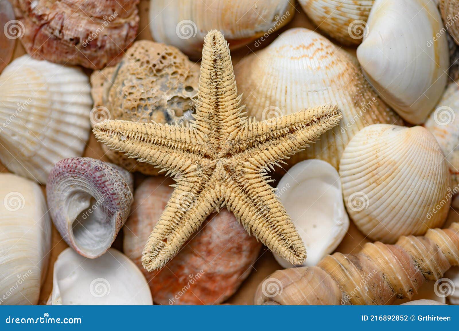Conchas Marinas De Diversas Formas Y Tipos. Fondo Foto de archivo ...