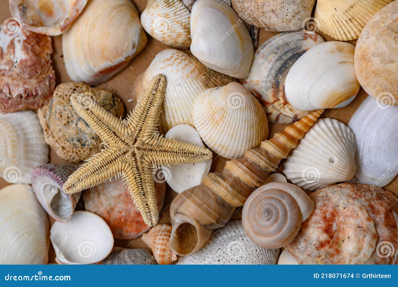 Conchas Marinas De Diversas Formas Y Tipos. Fondo Foto de archivo ...