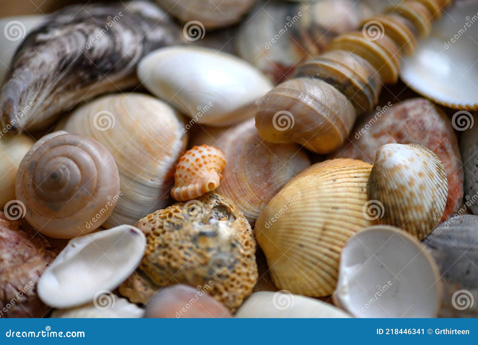 Conchas Marinas De Diversas Formas Y Tipos. Fondo Imagen de archivo ...
