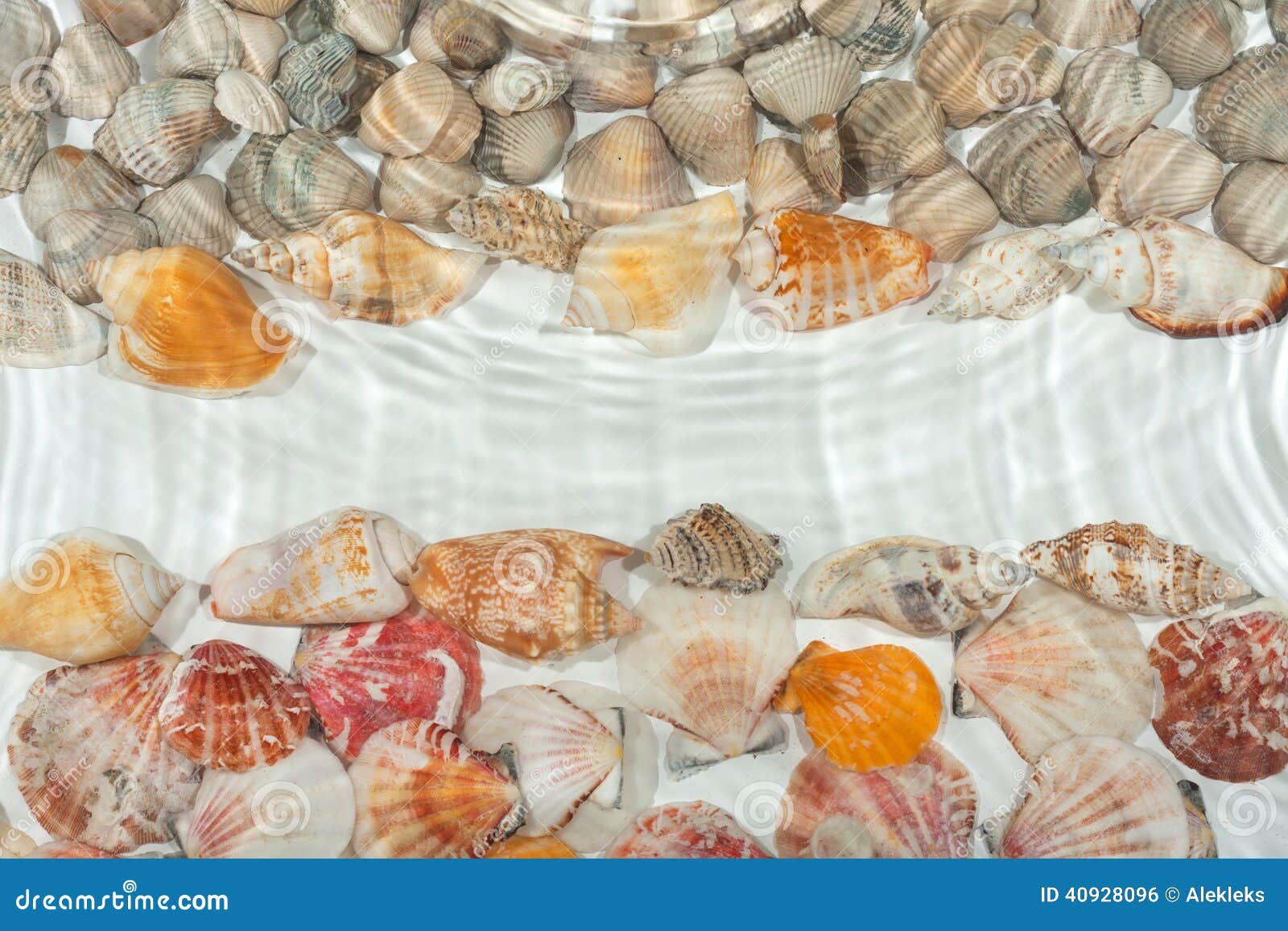 Conchas Marinas Debajo Del Agua Foto de archivo - Imagen de verano ...