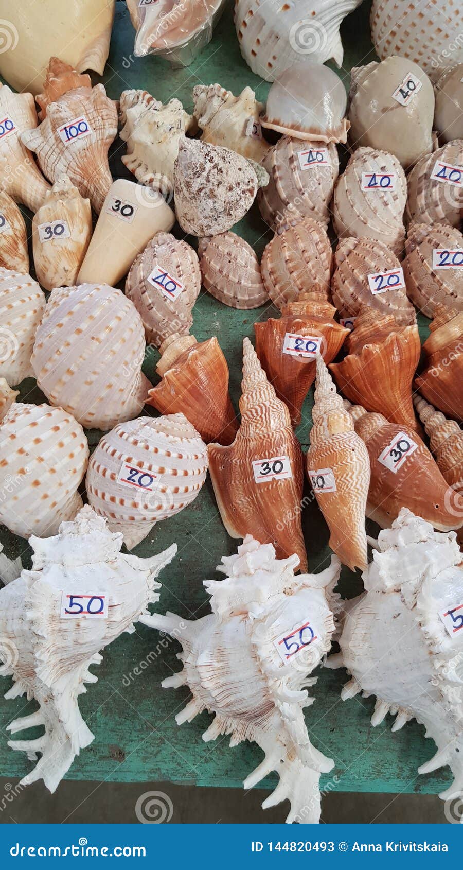 Conchas marinas en venta imagen de archivo. Imagen de mercado - 144820493