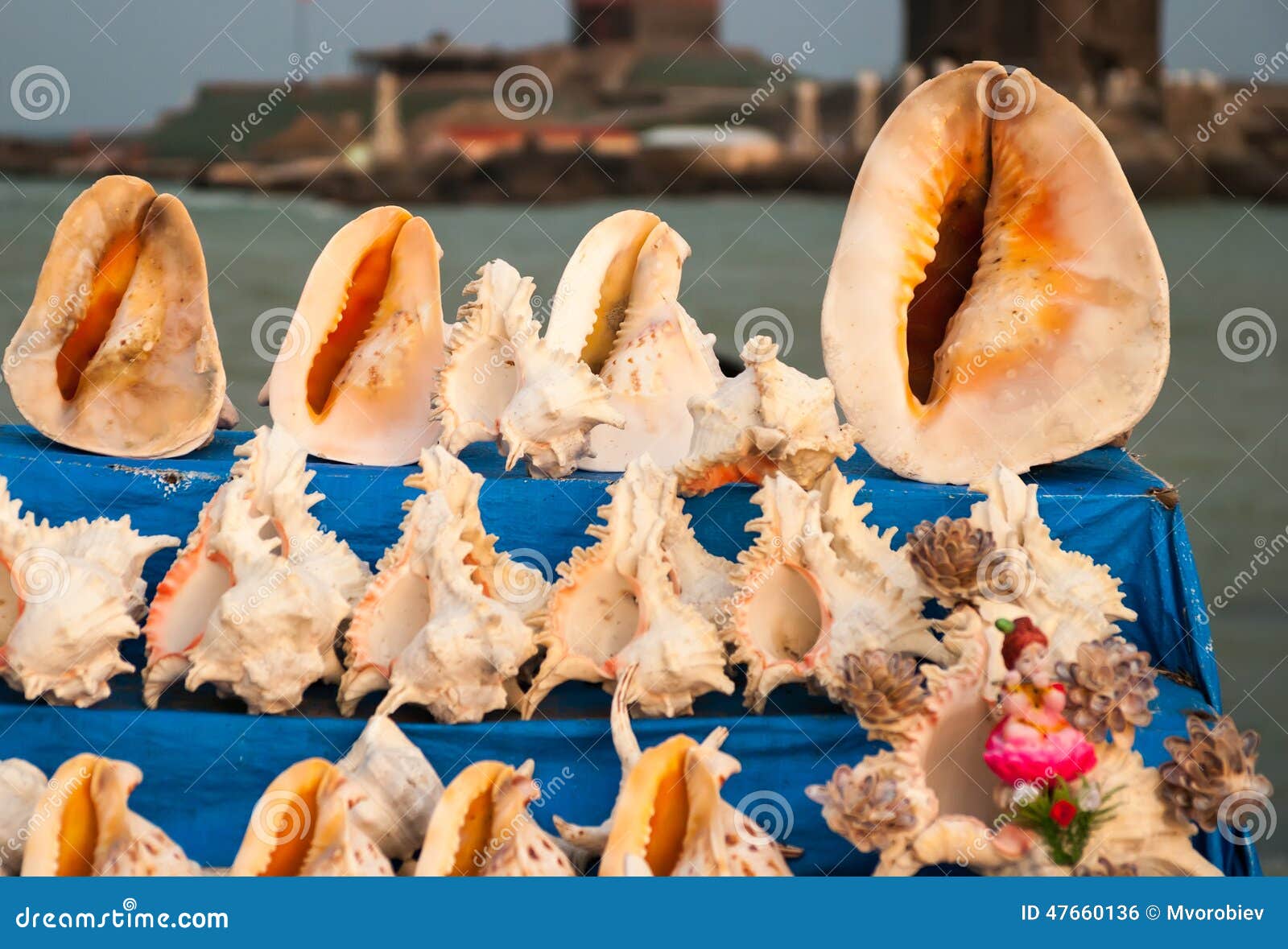 Conchas Marinas En Venta En El Mercado Foto de archivo - Imagen de imagen, marco: 47660136
