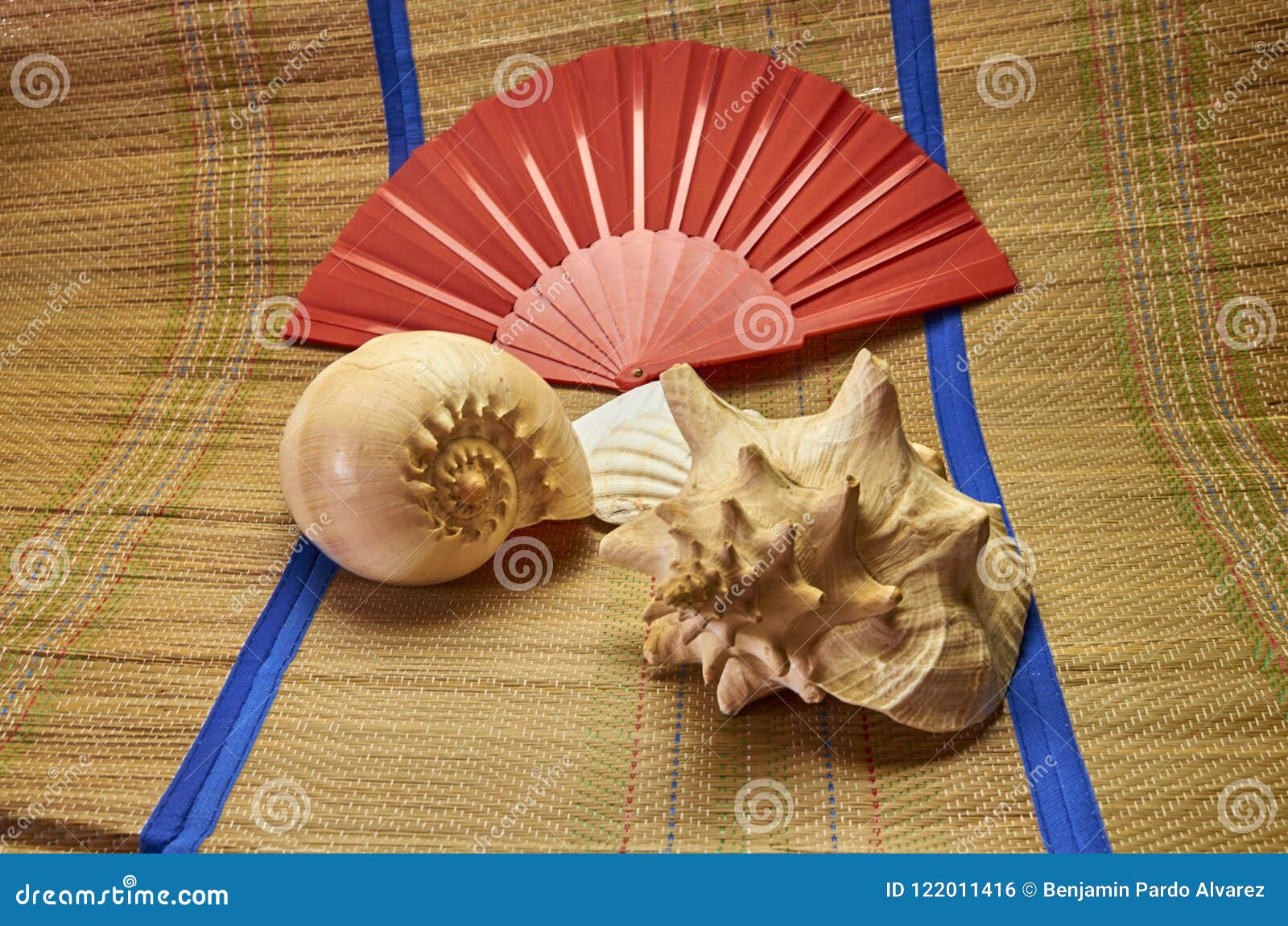 Conches Fan Stock Photos - Free & Royalty-Free Stock Photos from Dreamstime