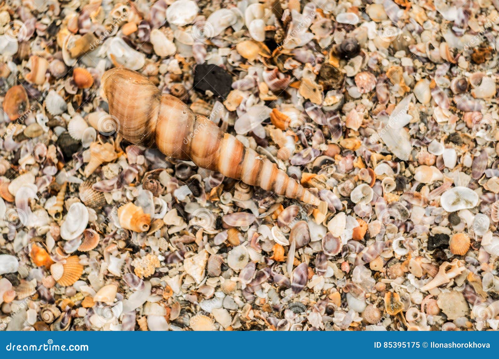 Conches on the seaside stock image. Image of sand, yellow - 85395175