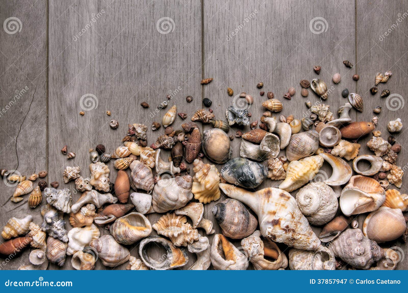 Conches and Shells stock image. Image of beauty, shape - 37857947