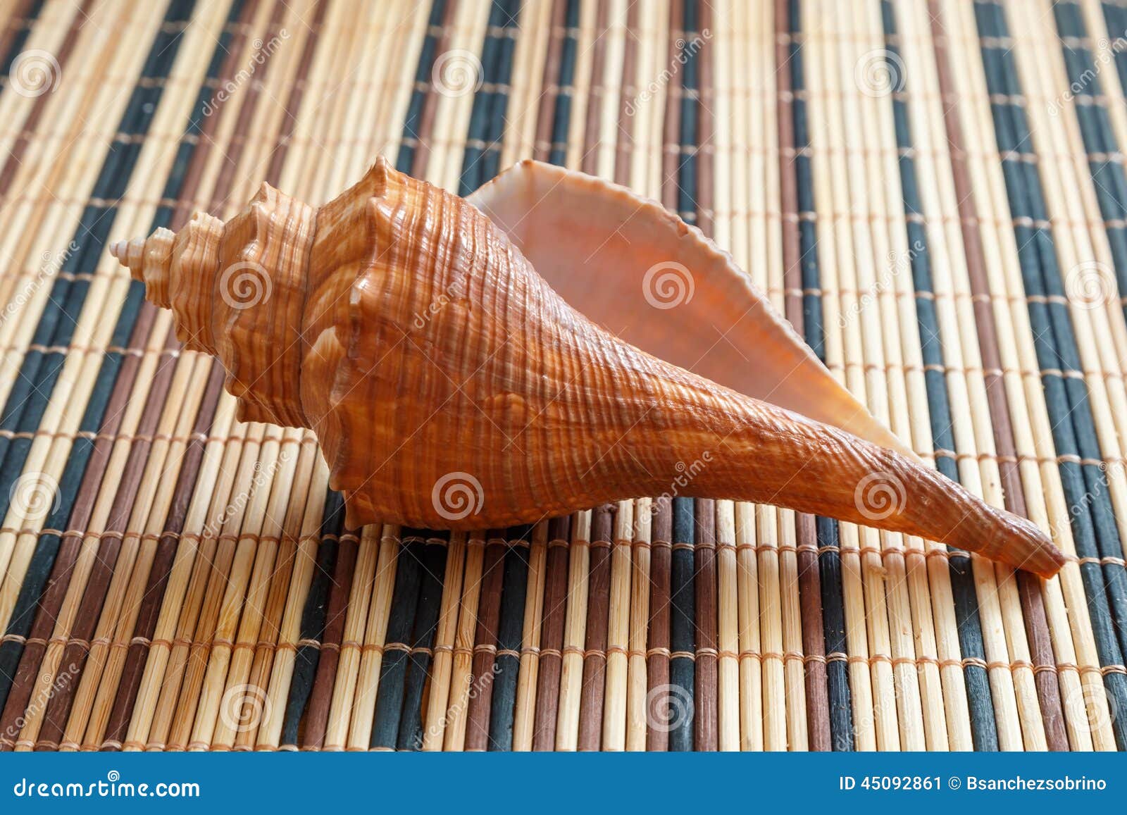 Conchiglia, Molluschi, Gasteropodi Immagine Stock - Immagine di animali ...