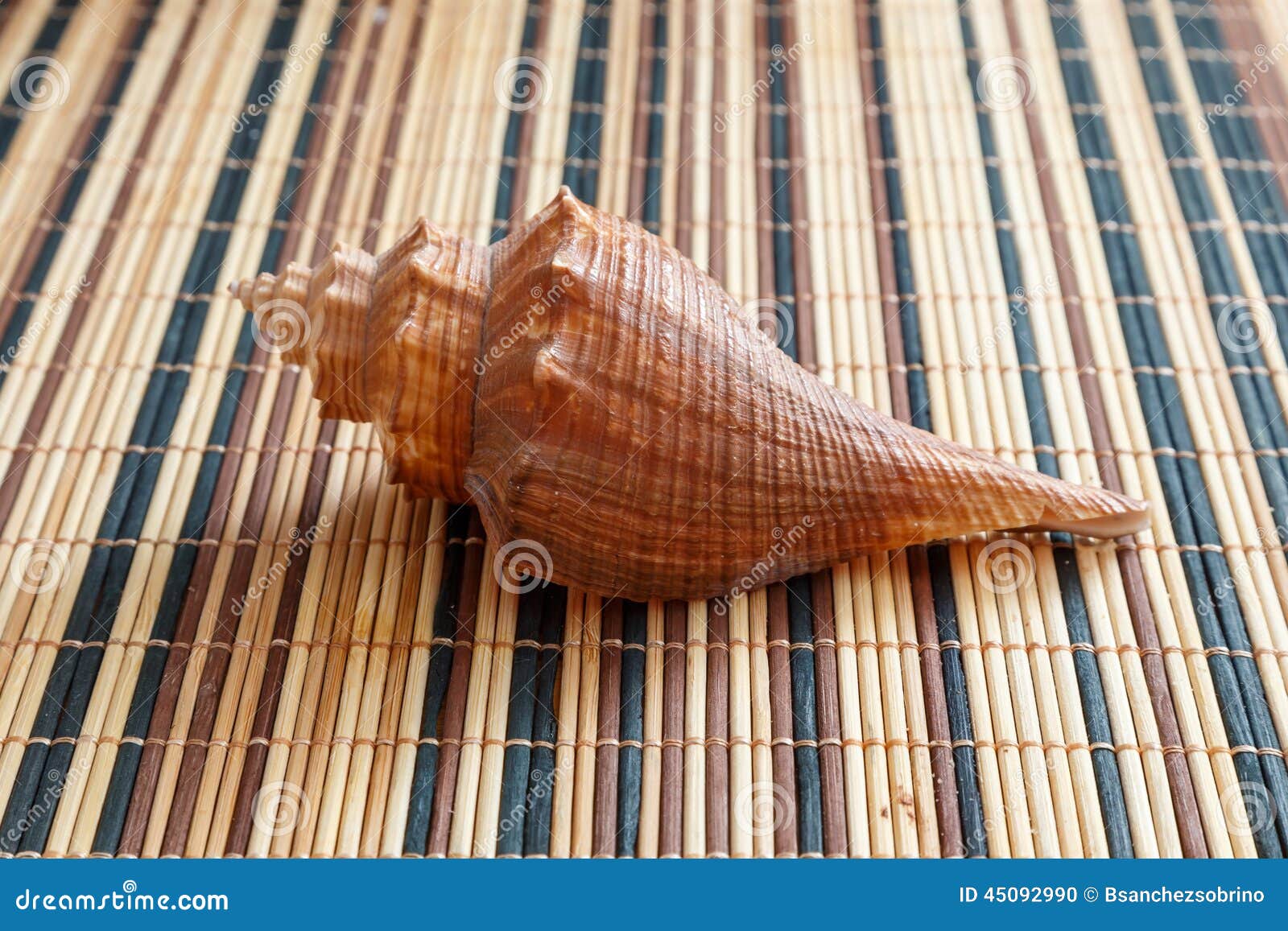Conchiglia, Molluschi, Gasteropodi Fotografia Stock - Immagine di ...
