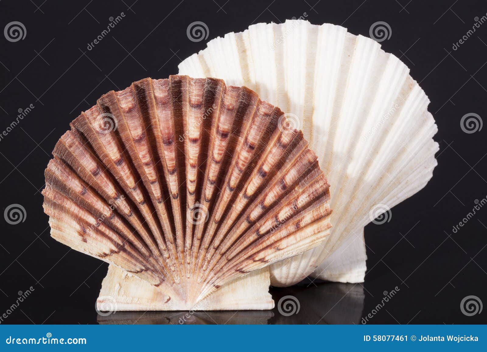 Conchiglie Dei Molluschi Isolate Su Fondo Nero Immagine Stock ...