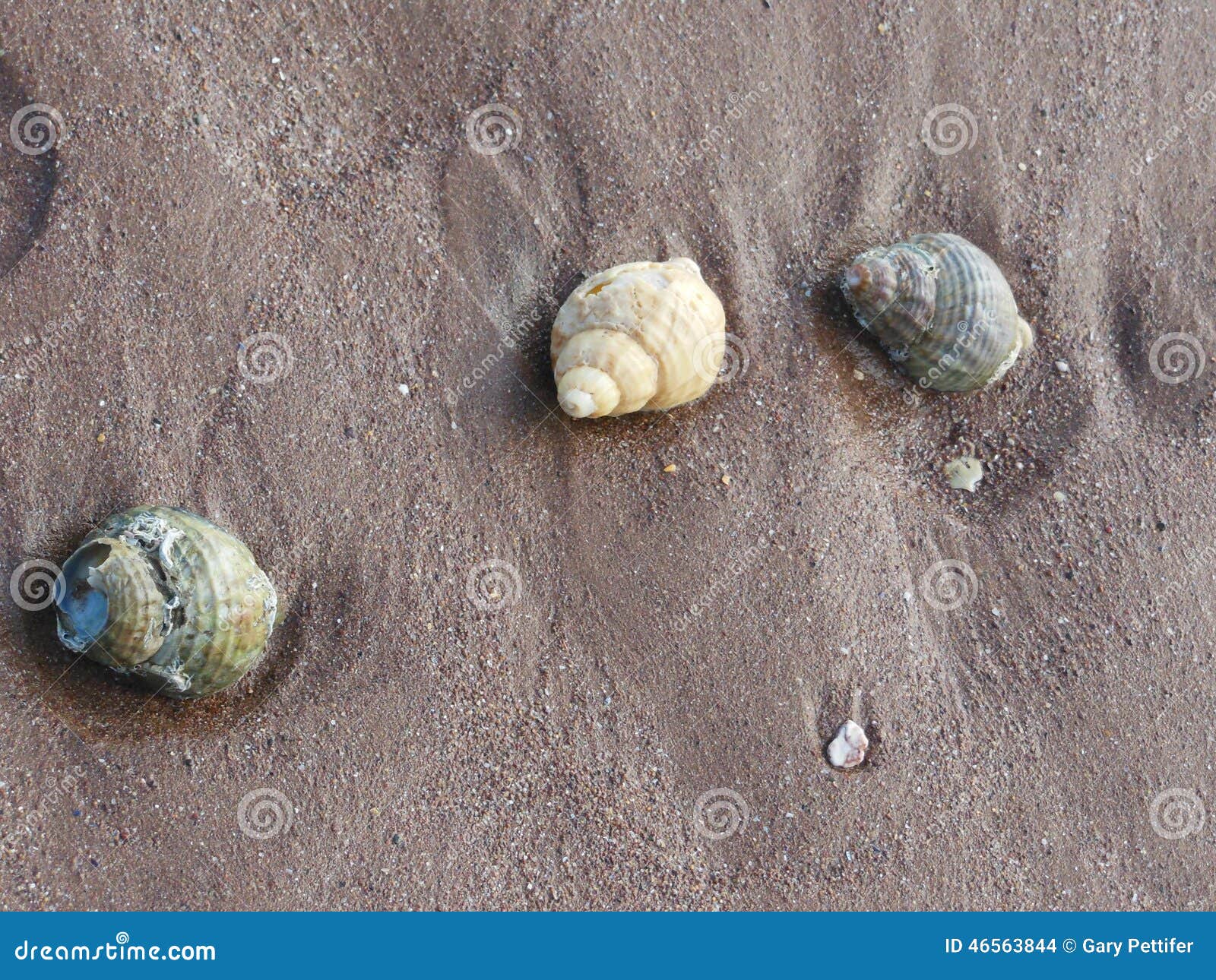 3 Conchiglie Delle Coperture Della Buccina Sulla Sabbia Fotografia ...