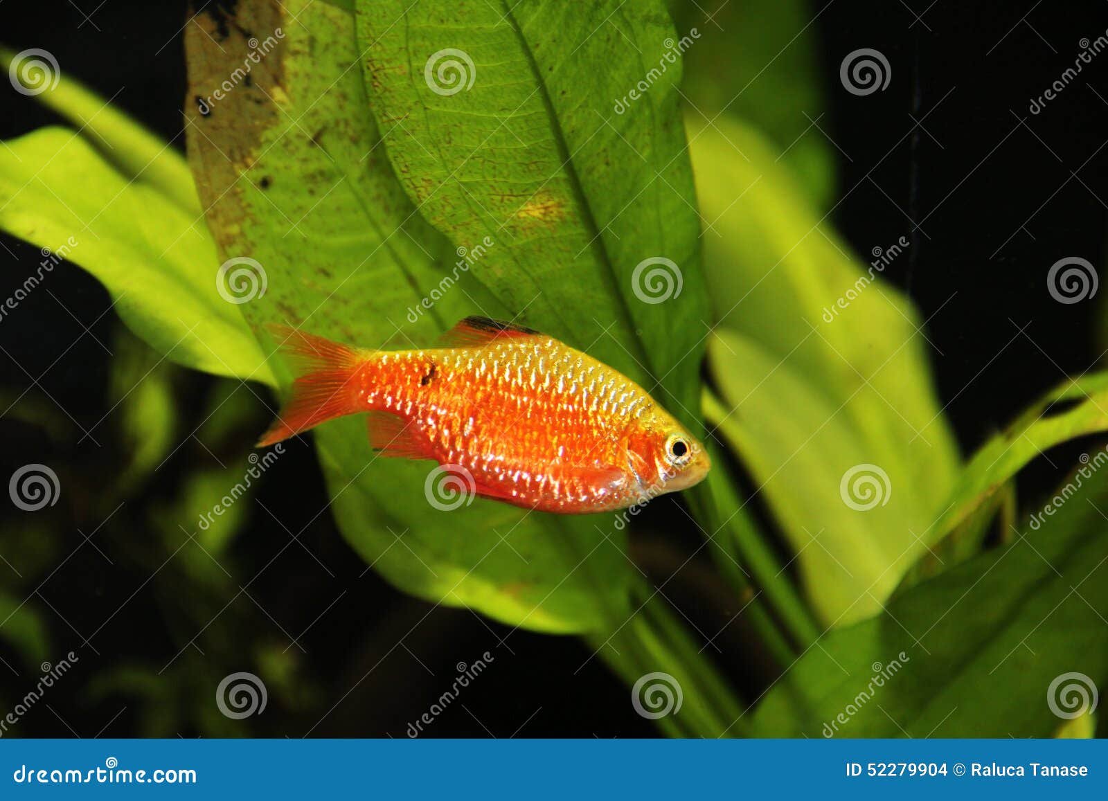 Conchonius Puntius stock photo. Image of aquarium, fish - 52279904
