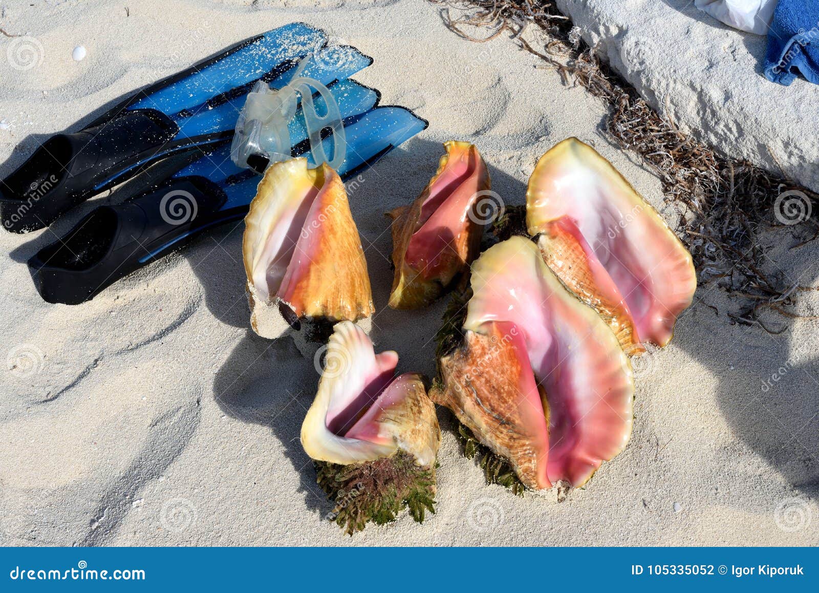 Conchs de la reina foto de archivo. Imagen de vacaciones - 105335052